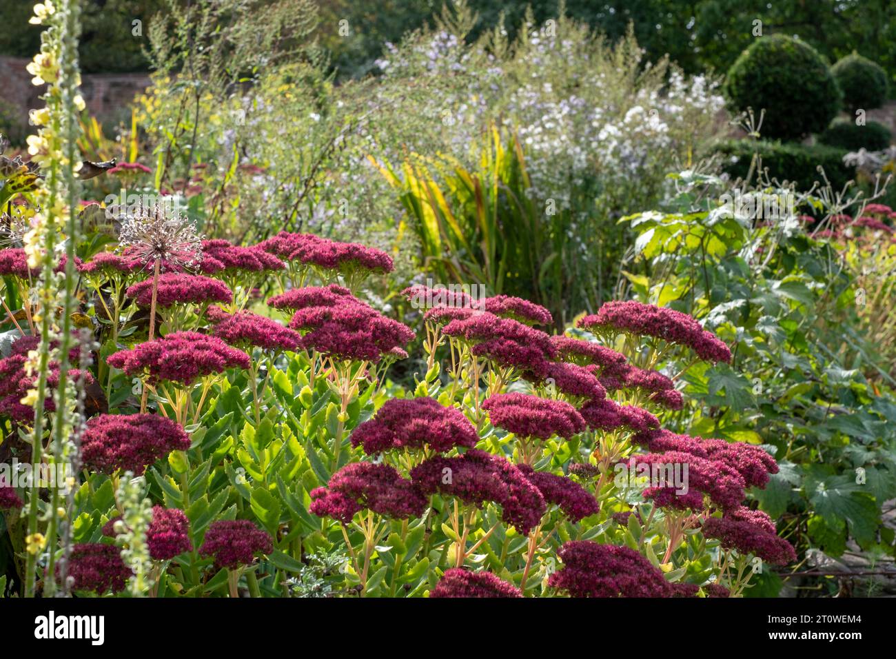 Drought resistant pink sedum flowers reflecting the sun in autumn, at ...