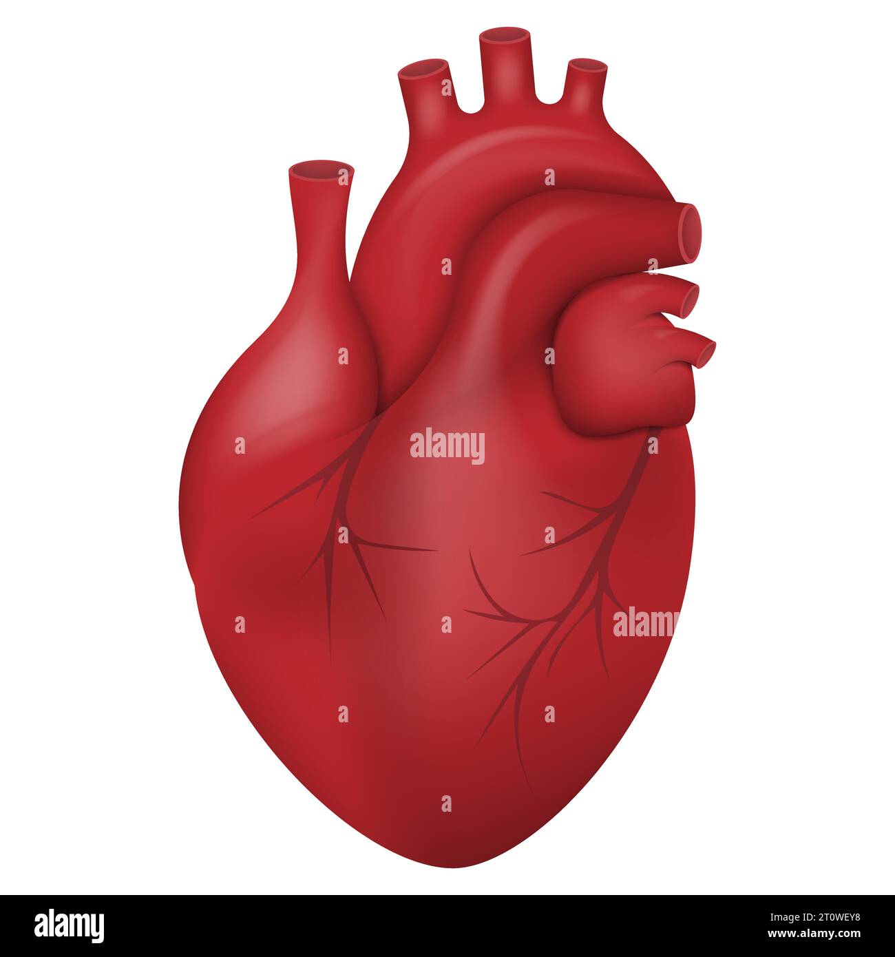 Vector Image Of Human Heart Real Biology Human Heart Red. Vector