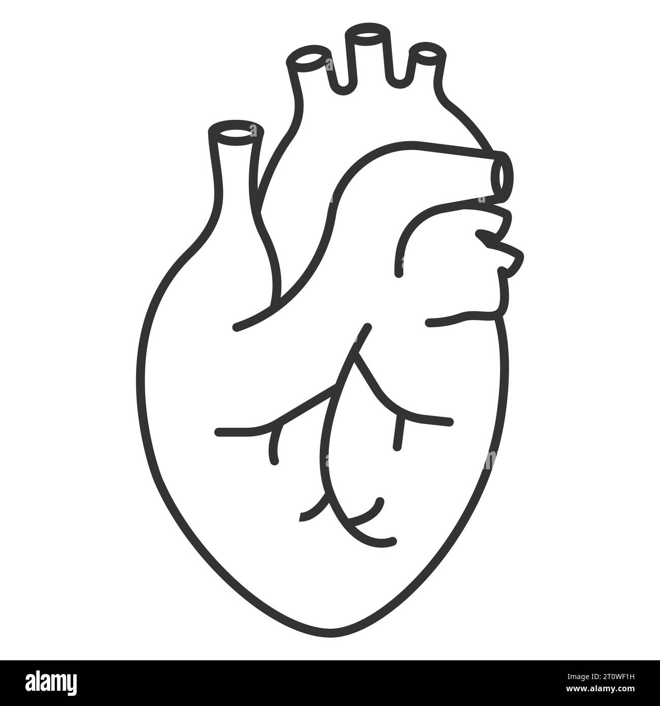 Human heart icon. Anatomically correct heart with venous system icon ...