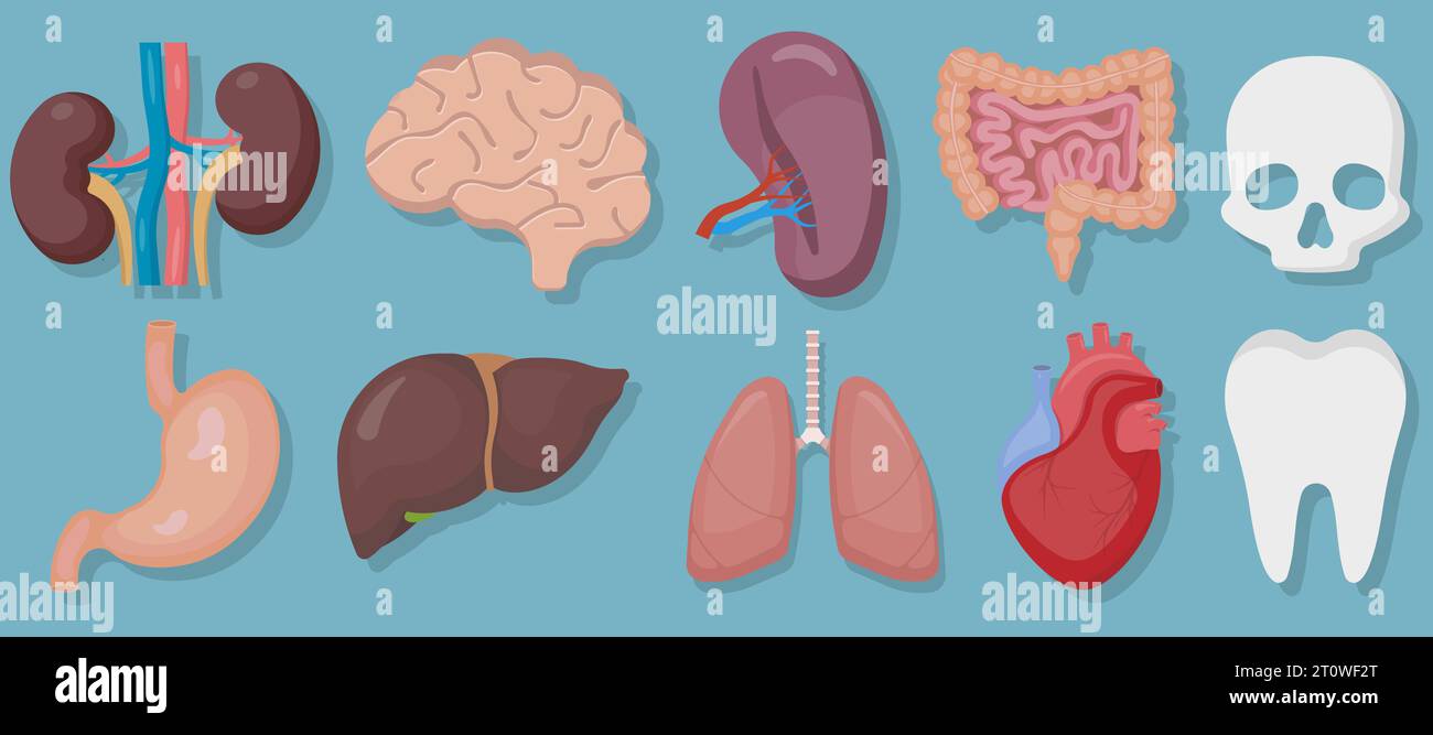 Human internal organs isolated on white background. Vector illustration ...