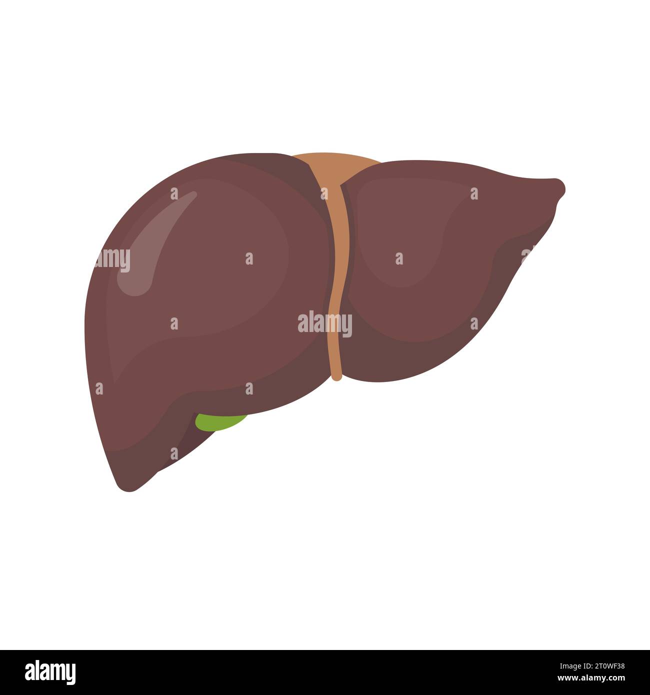 Human liver icon isolated on white background. Vector illustration. Eps ...