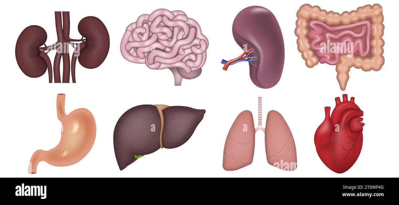 Realistic human internal organs isolated on white background. Vector ...