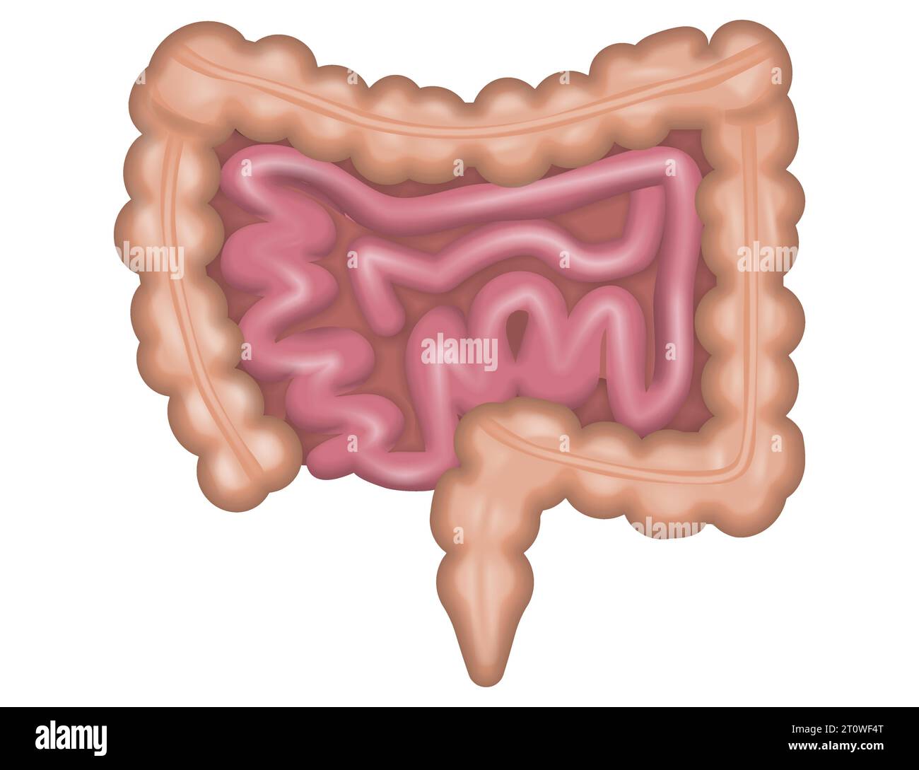 Human body internal organ. Intestines isolated on white background ...