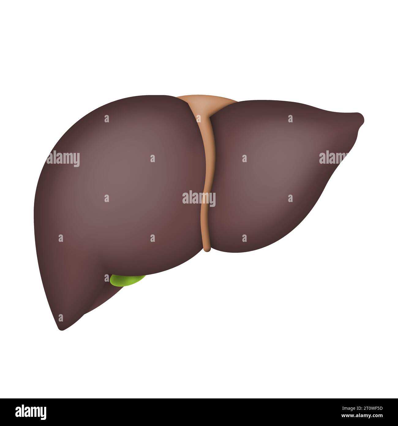 Human liver isolated on white background. Vector illustration. Eps 10 ...