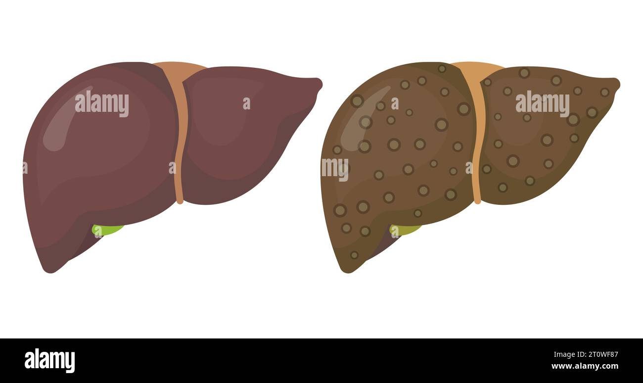 Human liver icon isolated on white background. Vector illustration. Eps ...