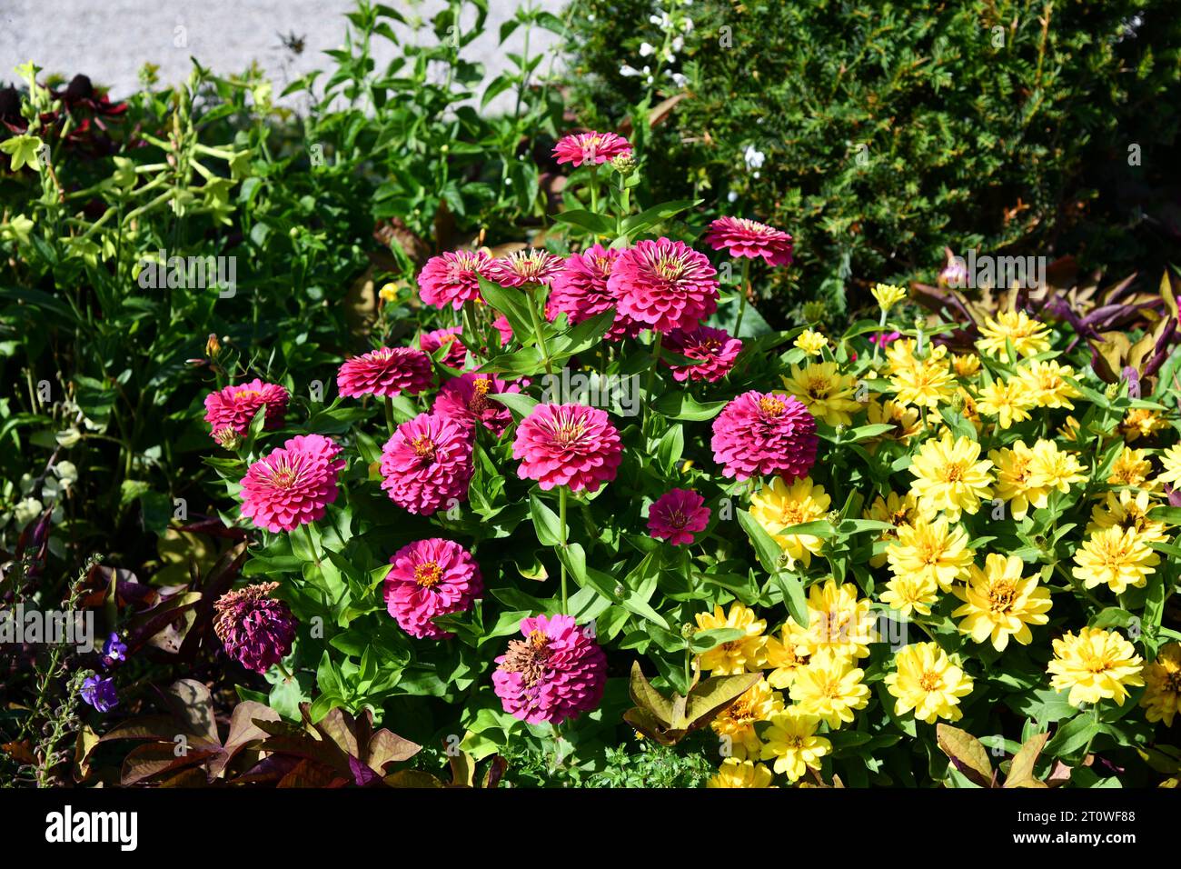 Different zinnia varieties hi-res stock photography and images - Alamy