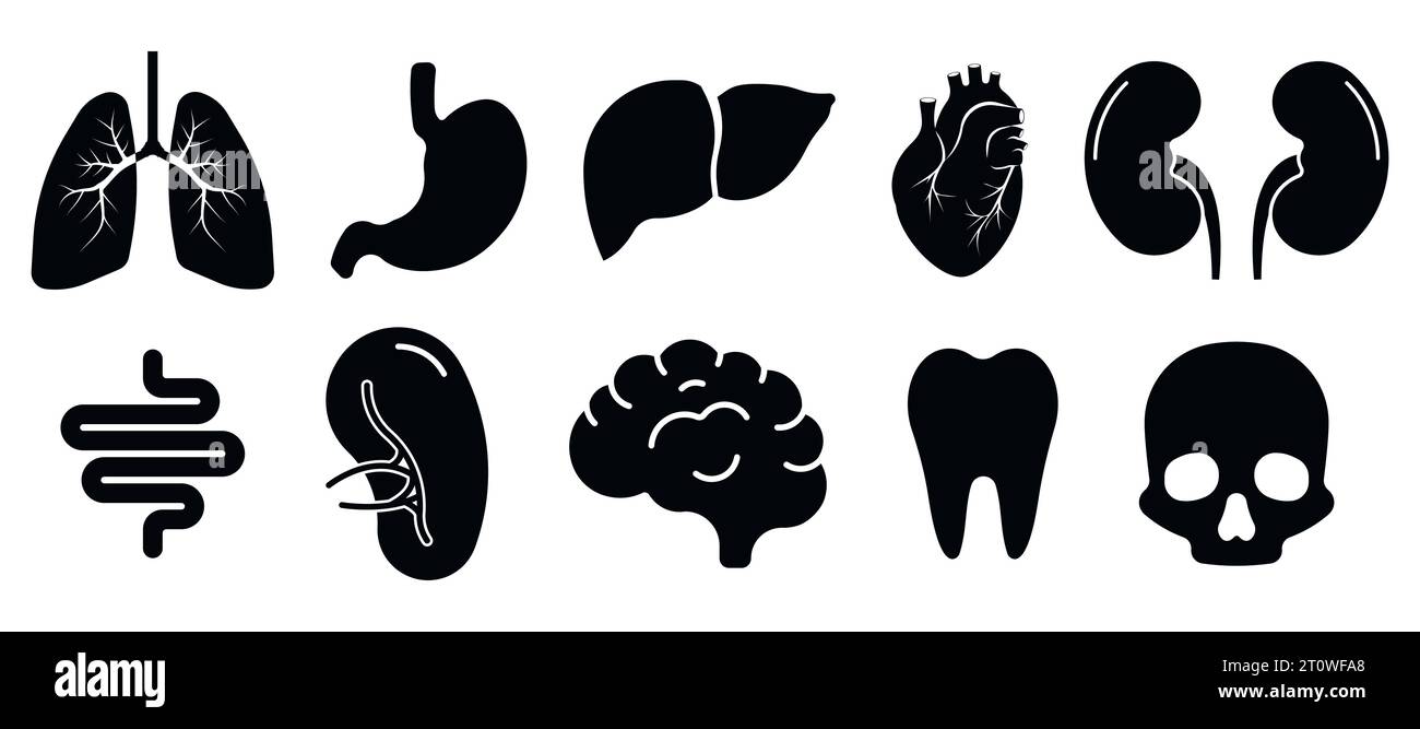 Set Of Human Internal Organs Icons Vector Illustration Eps 10 Stock