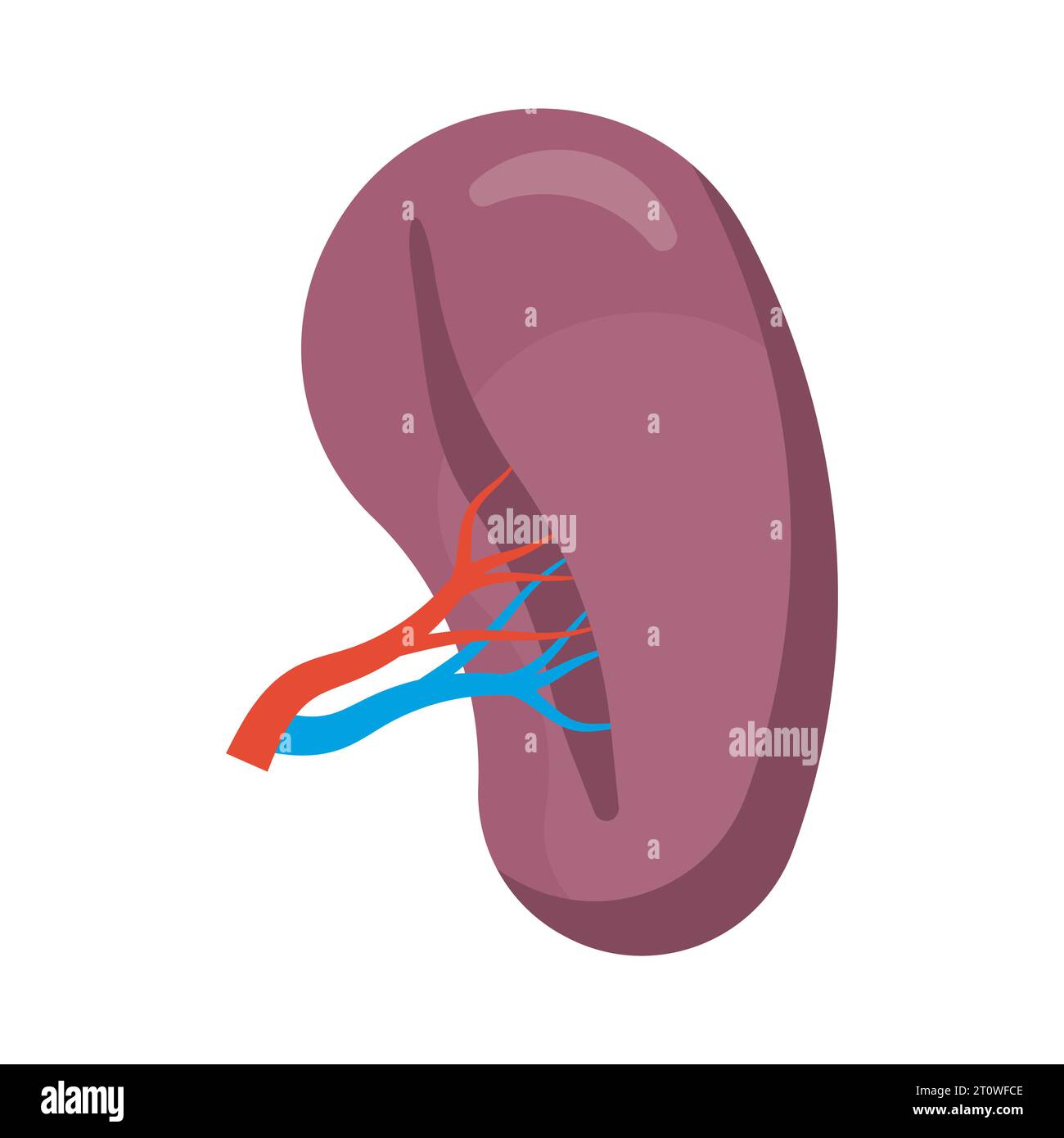 Spleen immune system vector vectors hi-res stock photography and images ...