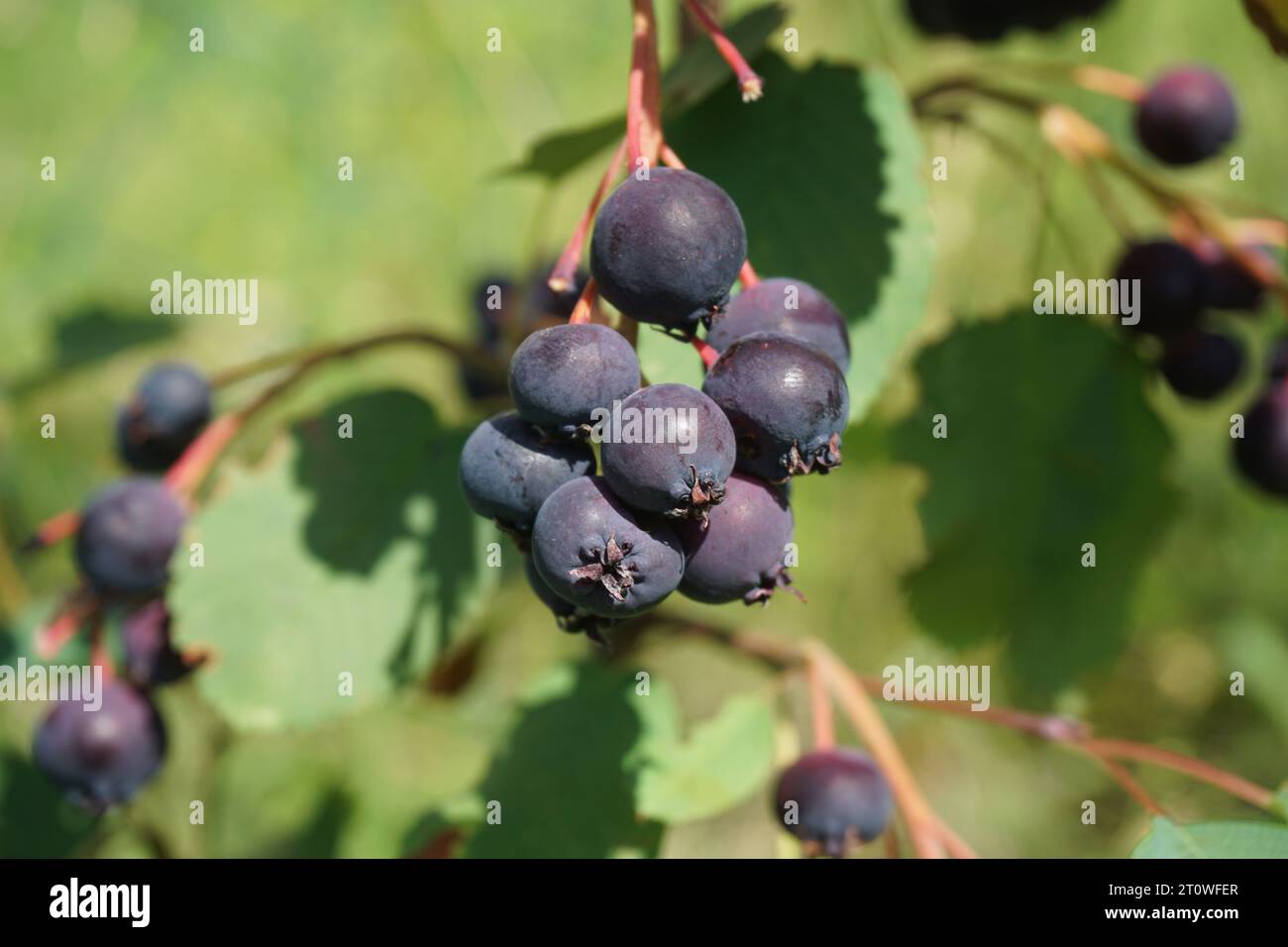 Saskatoon berry plant hi-res stock photography and images - Alamy