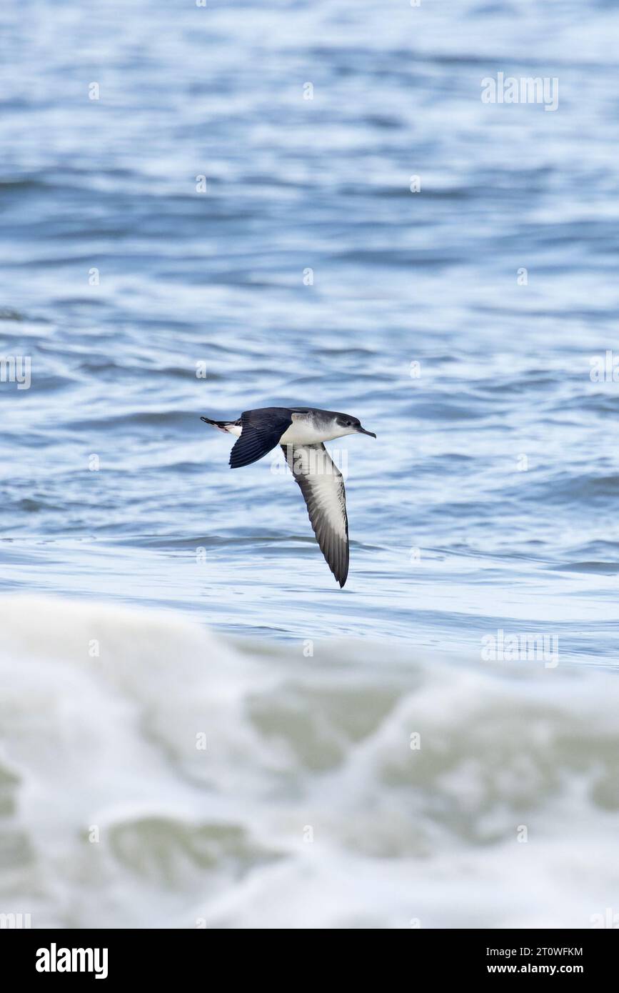 Manx Shearwater (Puffinus puffinus) Norfolk October 2023 Stock Photo ...