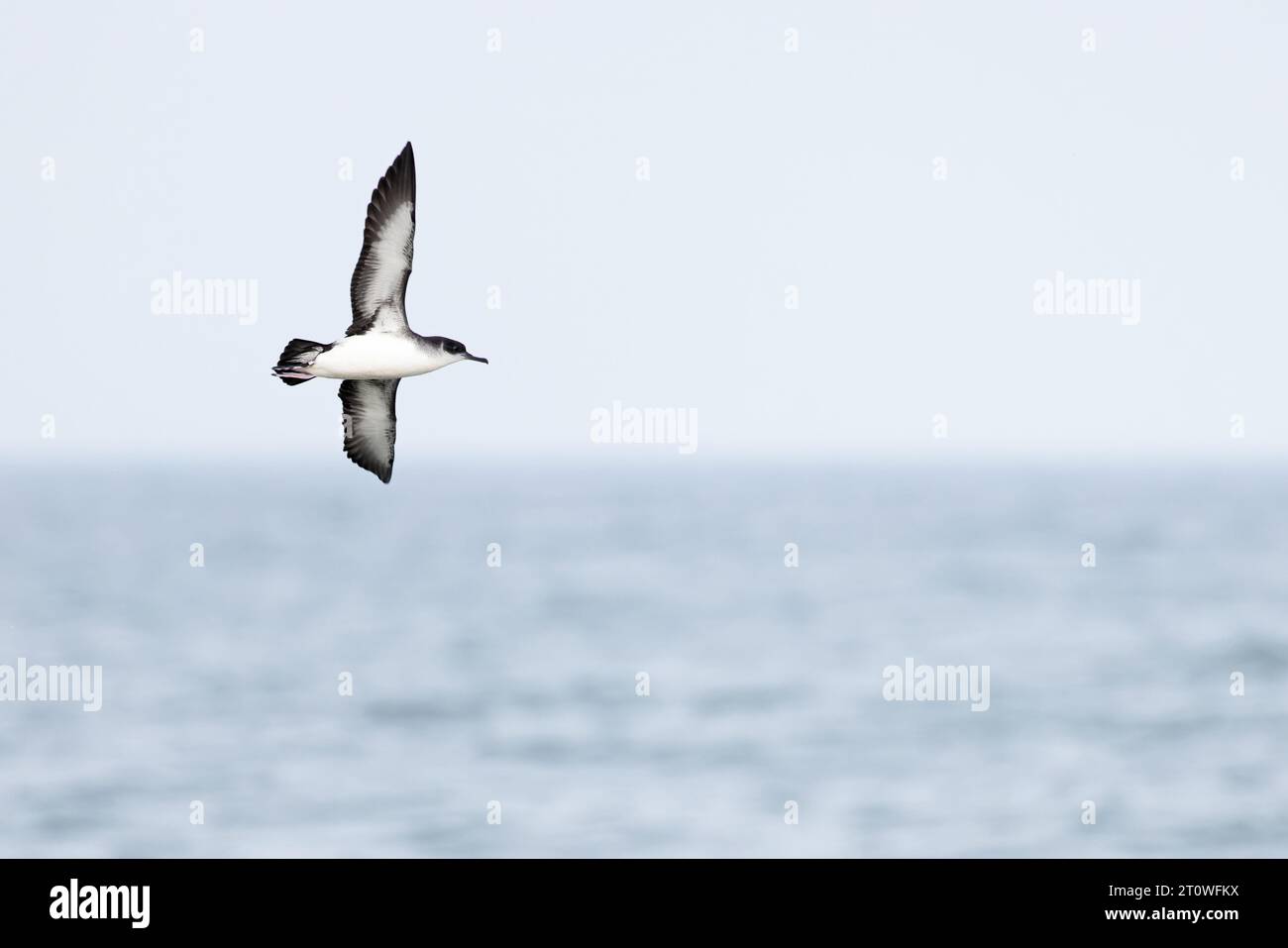 Manx Shearwater (Puffinus puffinus) Norfolk October 2023 Stock Photo ...