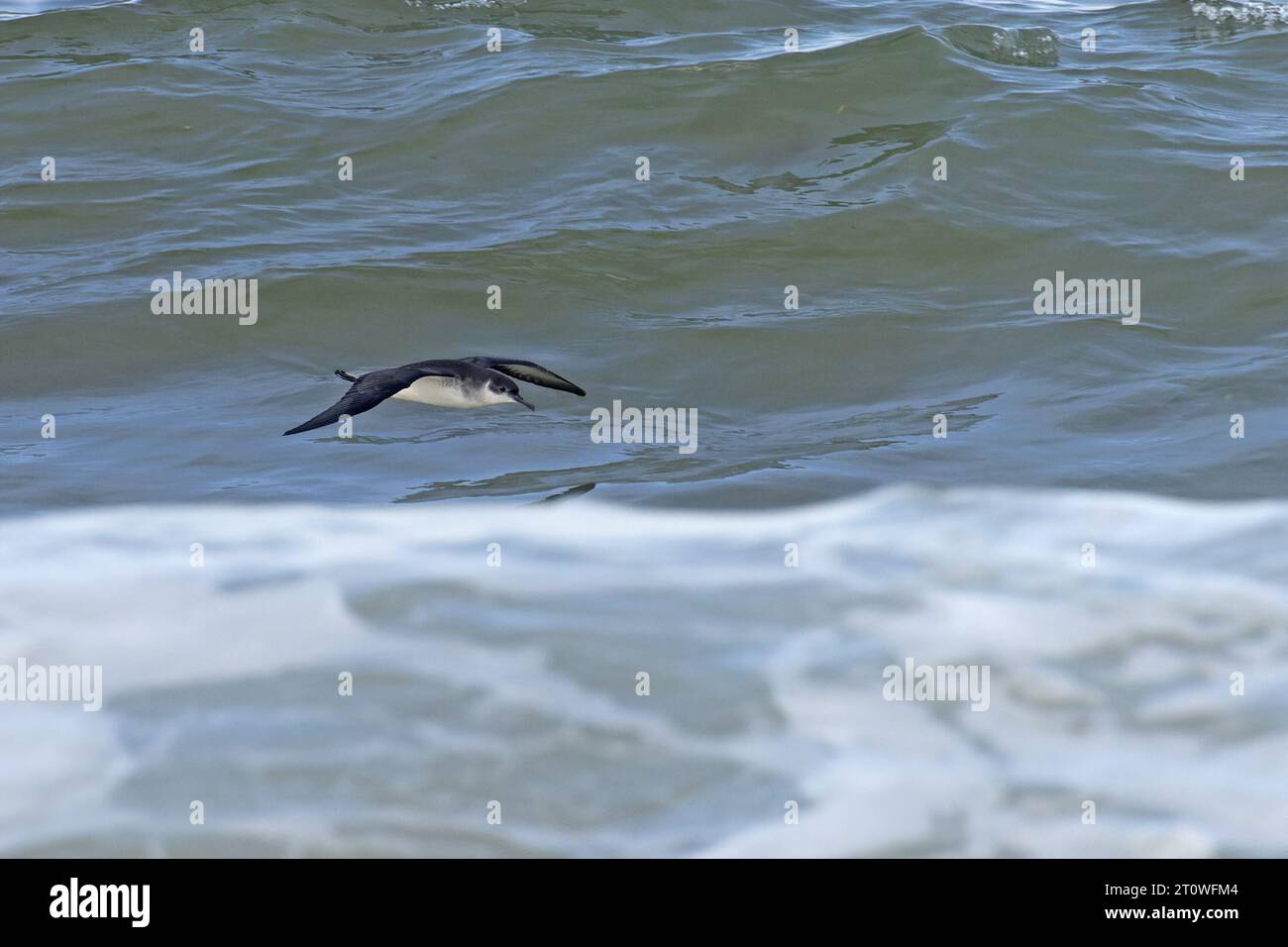 Manx Shearwater (Puffinus puffinus) Norfolk October 2023 Stock Photo ...