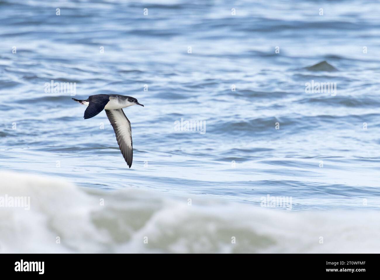Manx Shearwater (Puffinus puffinus) Norfolk October 2023 Stock Photo ...