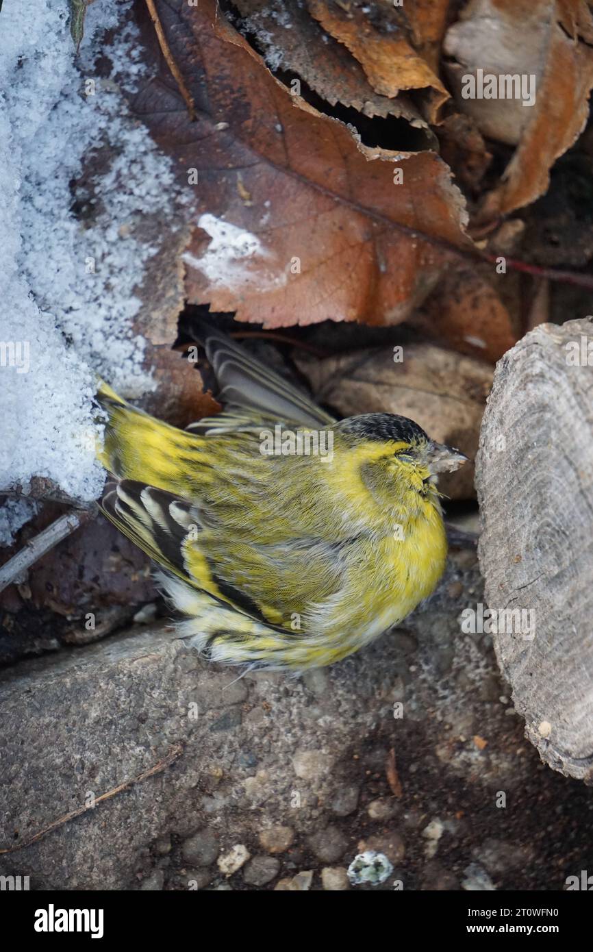 Dead bird garden snow hi-res stock photography and images - Alamy