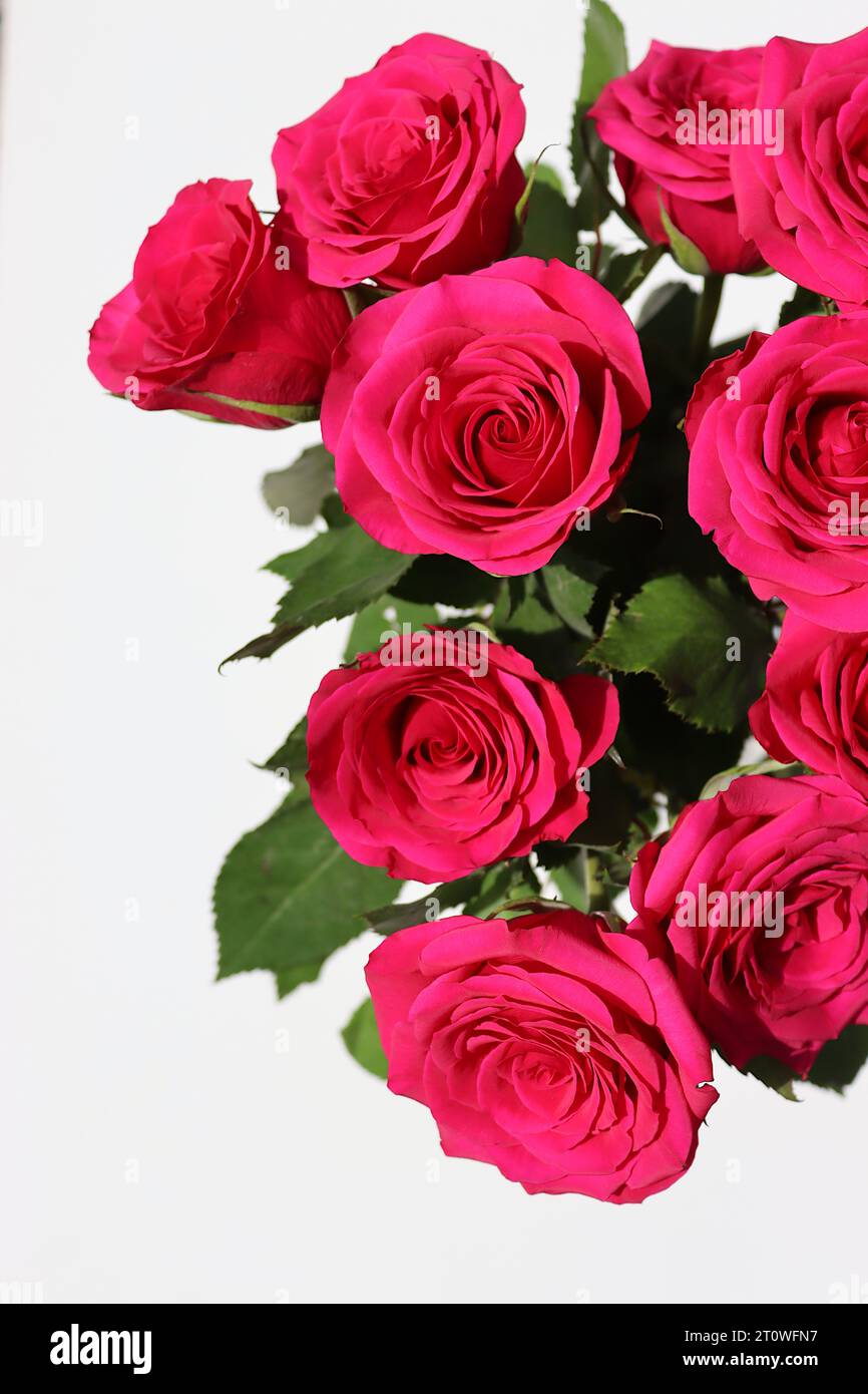 A portrait photo of a bouquet of red roses shot on a white background ...