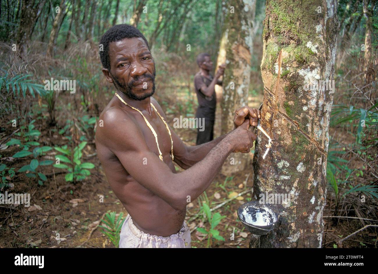 Liberia, Bomi region; worker in plantation drains rubber liquid from ...