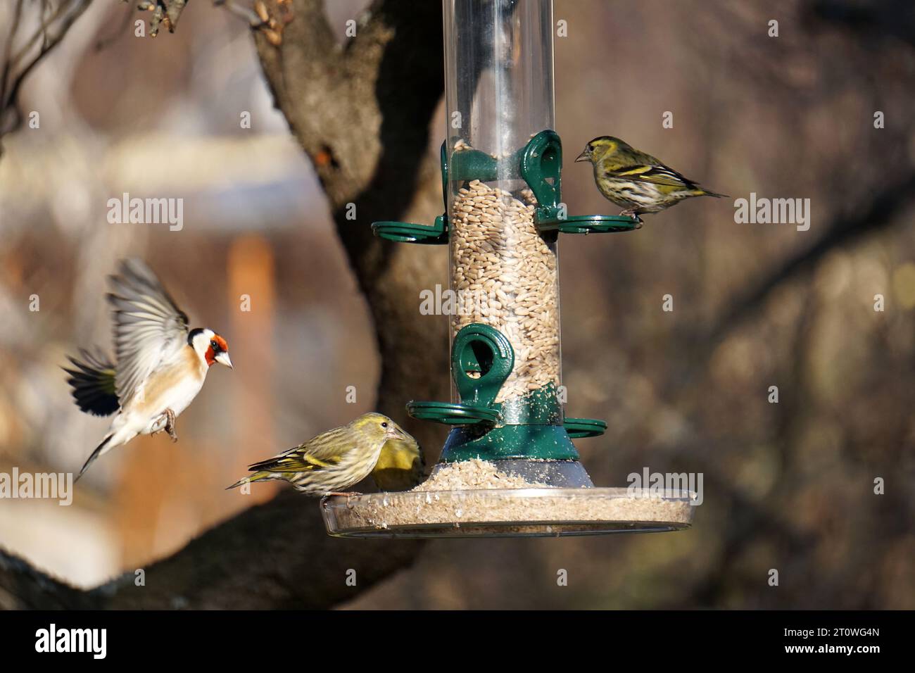 Yellow Finches Flying