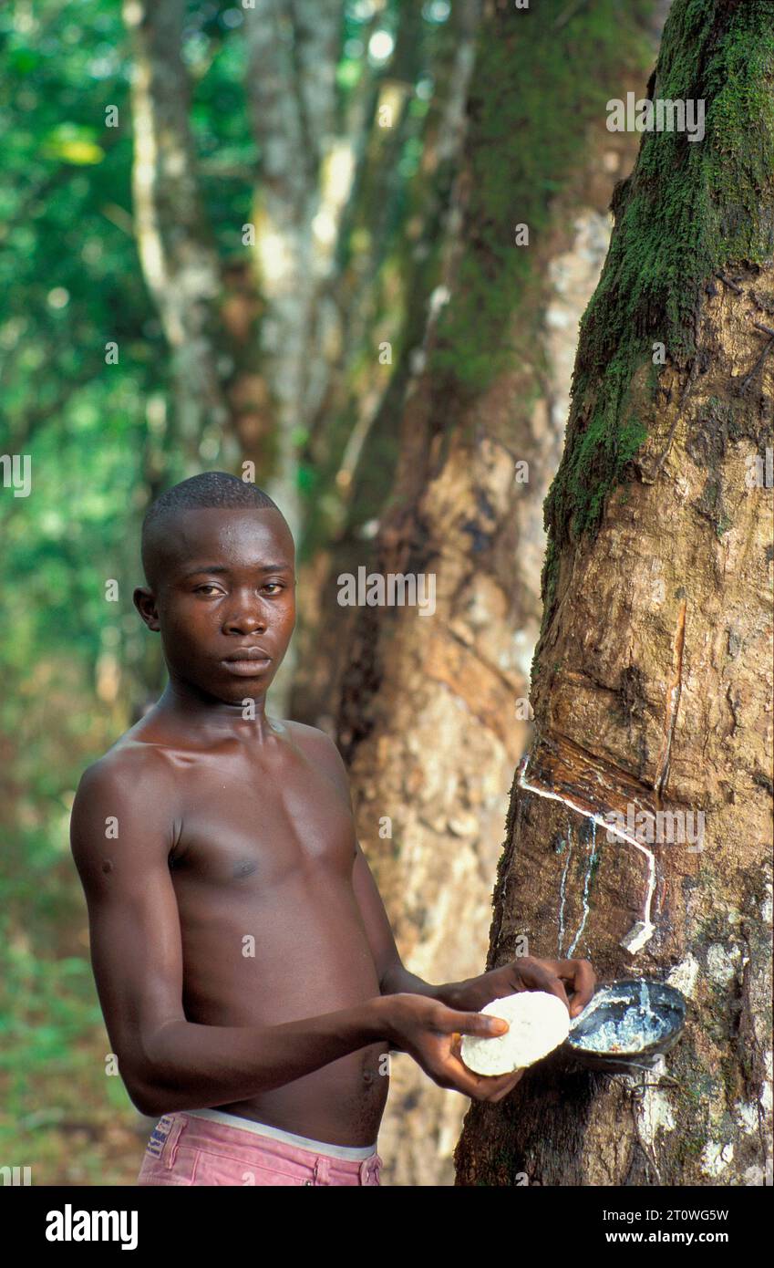 Liberia, Bomi region; worker in plantation drains rubber liquid from ...