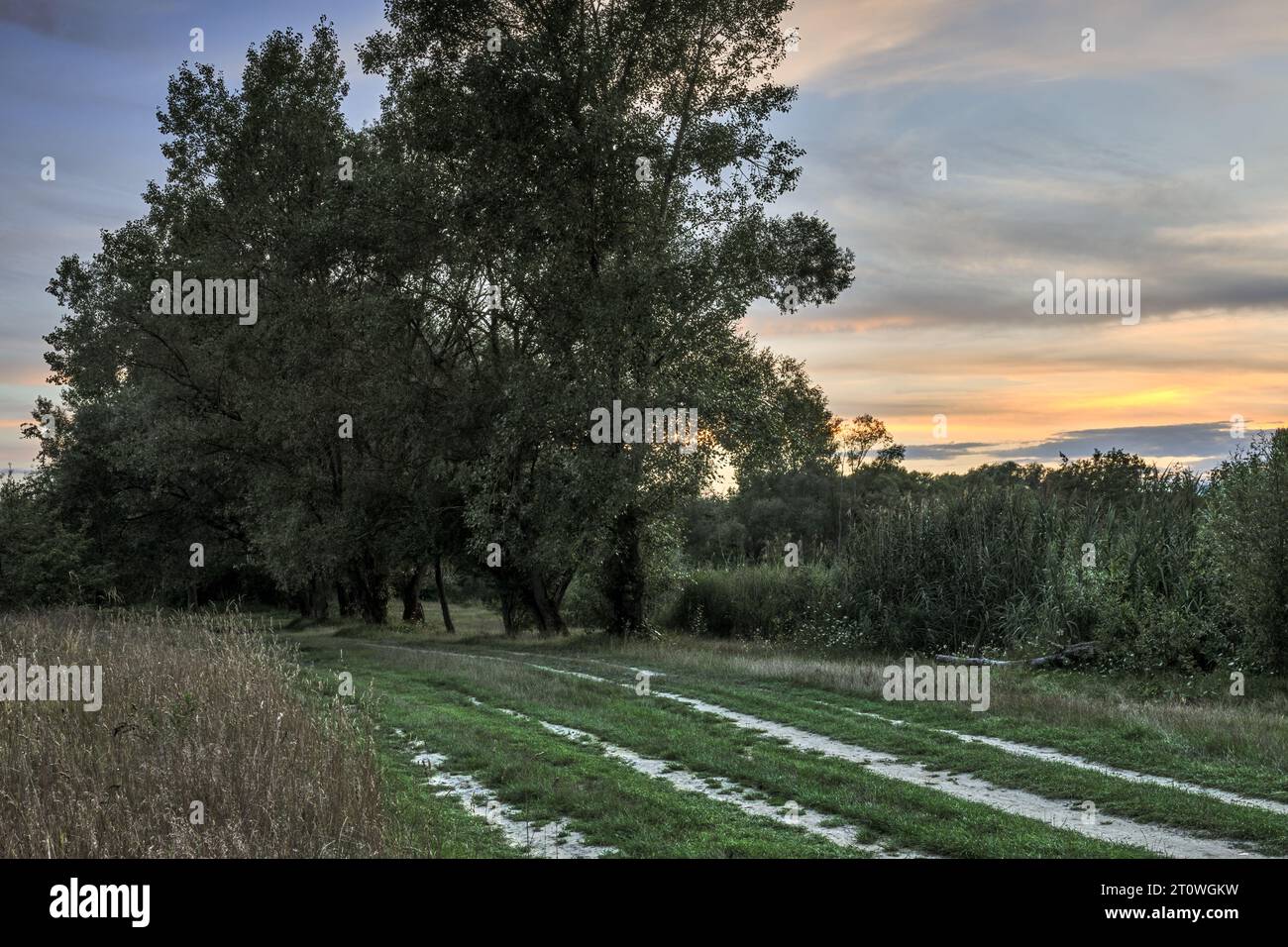 Summer evening landscape with path, trees and tall dry grass. Cloudy colorful sky at sunset ...