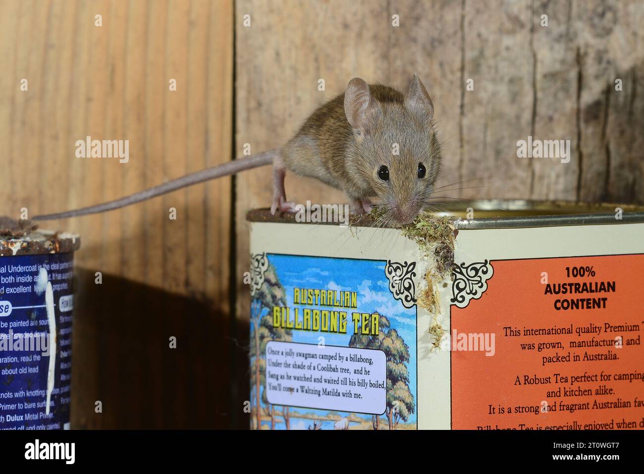 House mouse in garden shed at night Stock Photo - Alamy