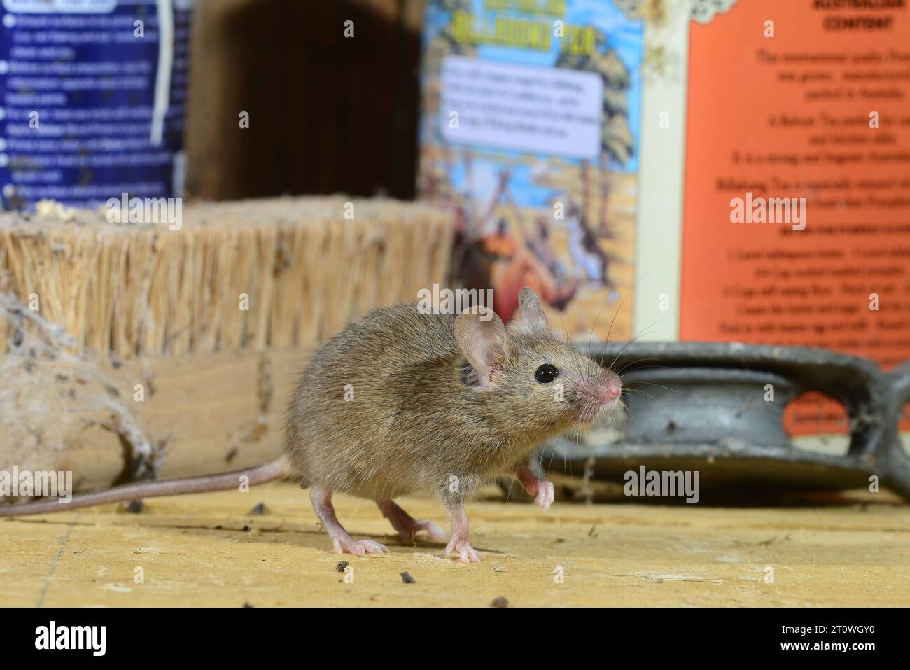 House mouse in garden shed at night Stock Photo - Alamy