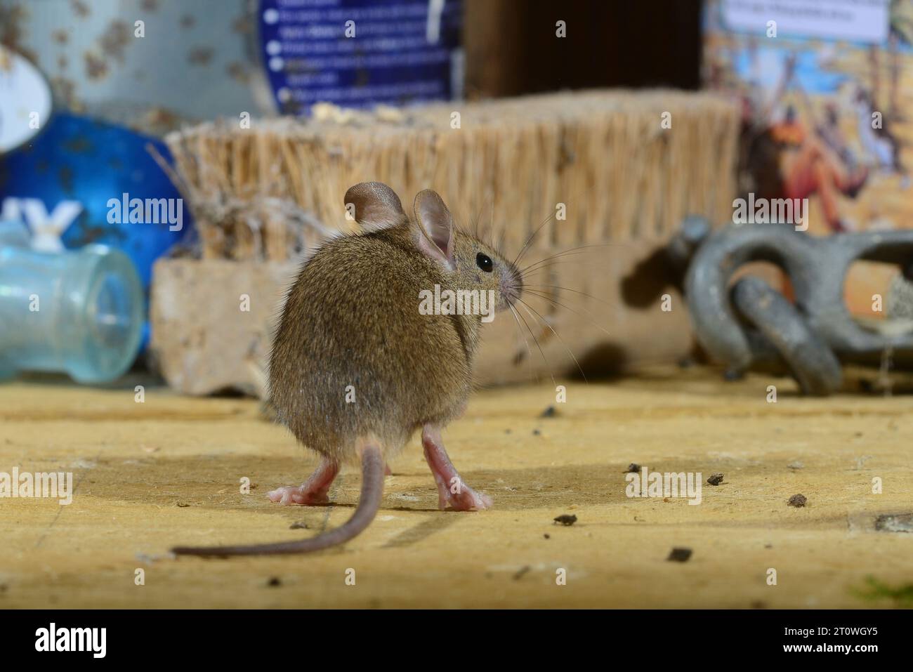 House mouse in garden shed at night Stock Photo - Alamy