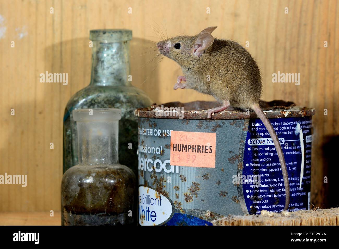 Night mouse hi-res stock photography and images - Alamy