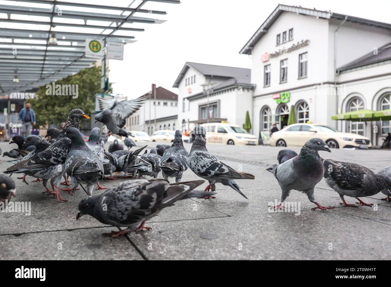 Taubenvogel hi-res stock photography and images - Alamy