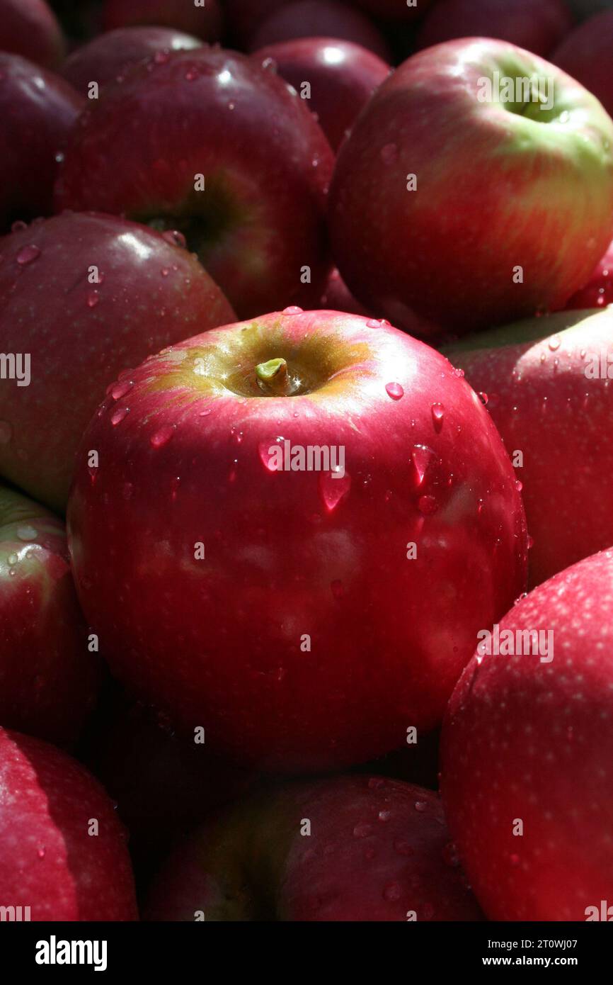 Appels tree hi-res stock photography and images - Alamy