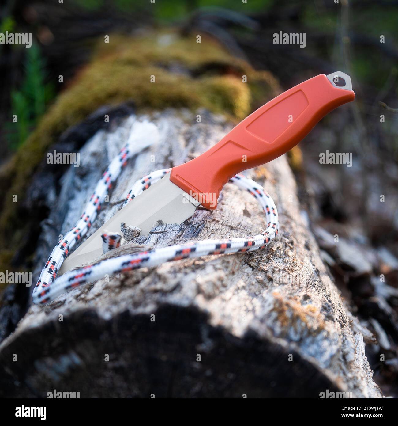 Logwood tree hi-res stock photography and images - Alamy