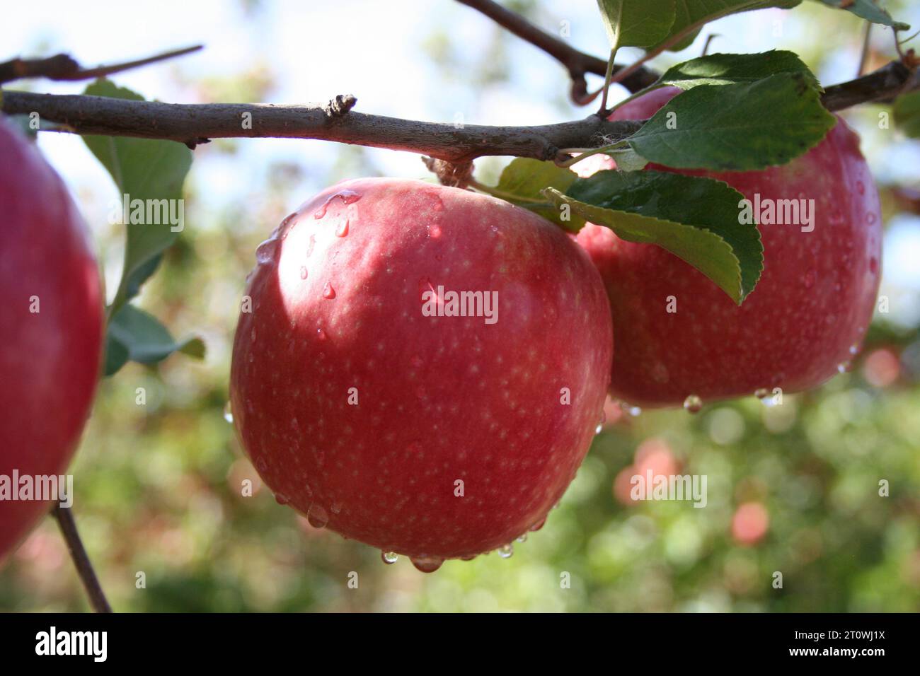 Appels tree hi-res stock photography and images - Alamy