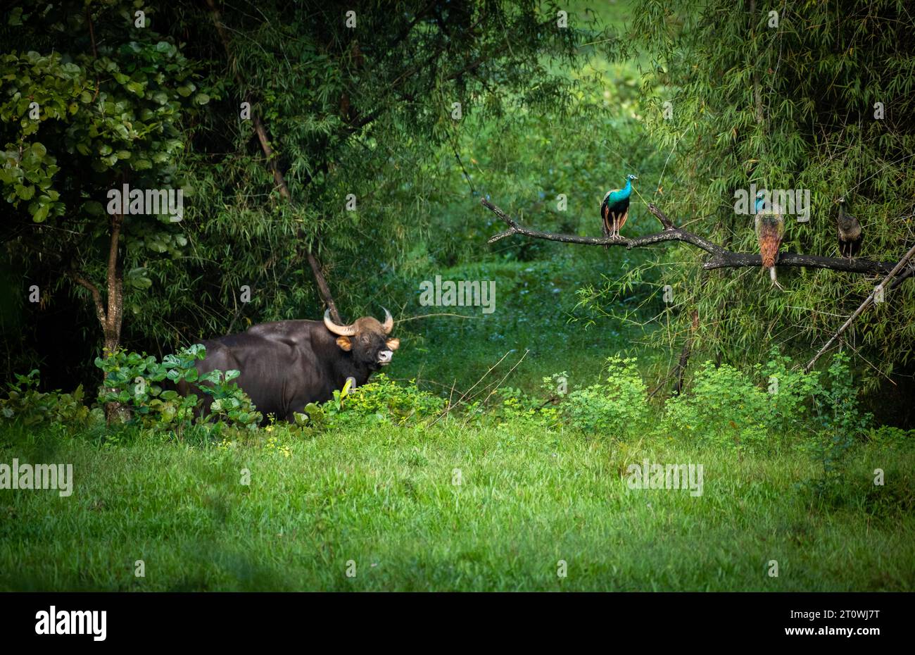 The gaur, also known as the Indian bison, is a bovine native to South ...