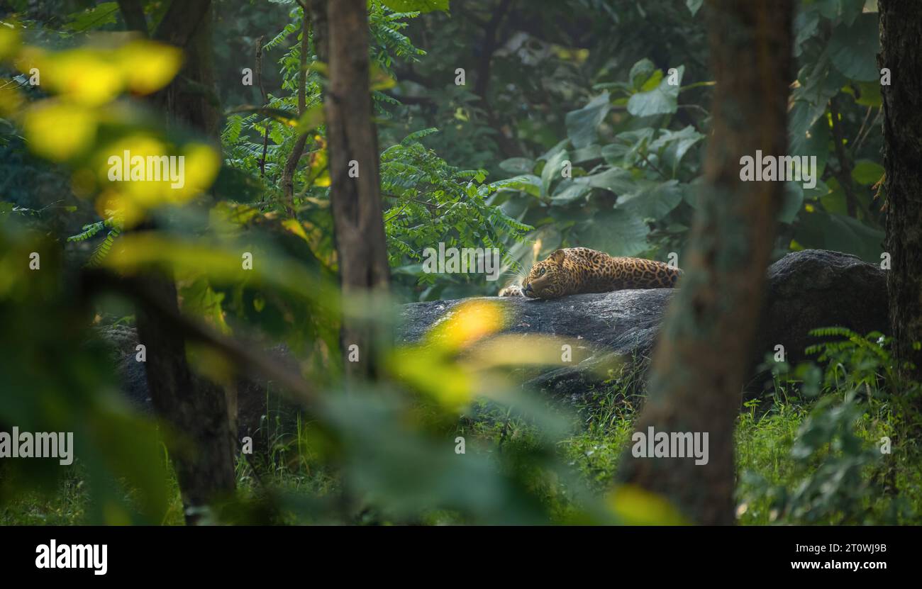 Leopards sleeping in tree hi-res stock photography and images - Alamy