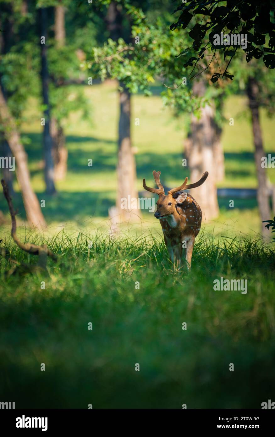 Spotted Deer also known as Chital, cheetal Stock Photo - Alamy