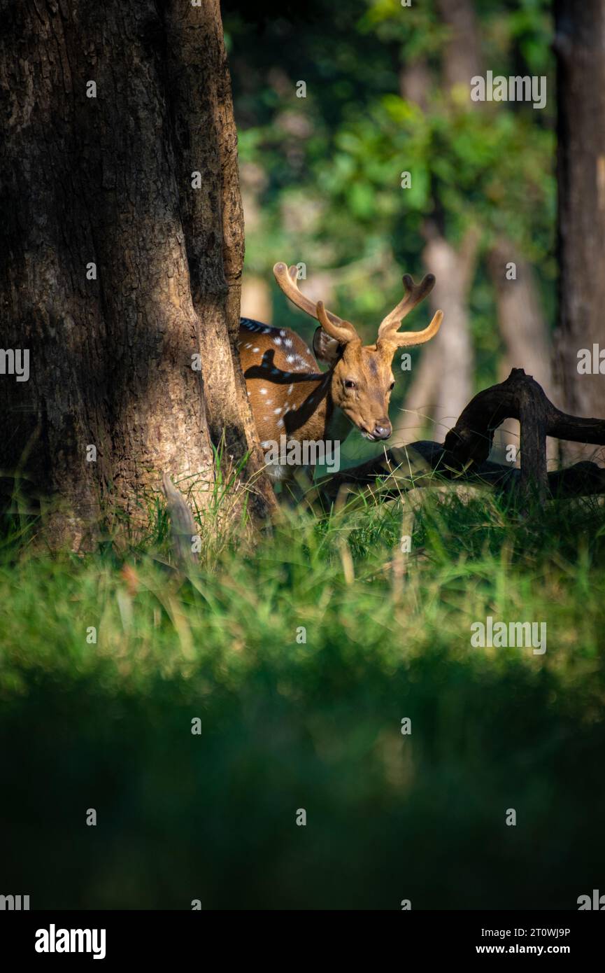 Spotted Deer also known as Chital, cheetal Stock Photo - Alamy