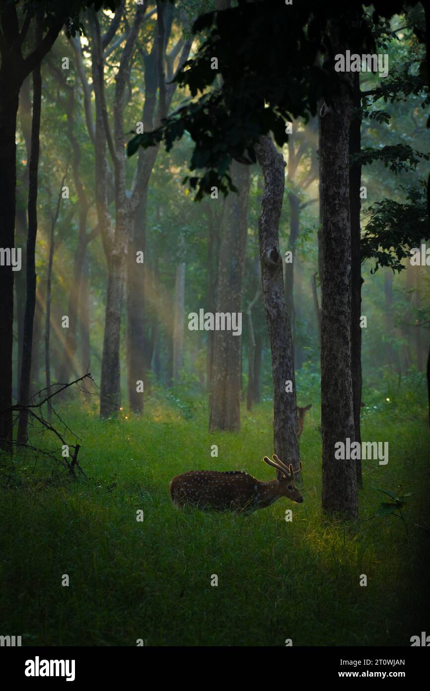 Spotted Deer also known as Chital, cheetal Stock Photo - Alamy