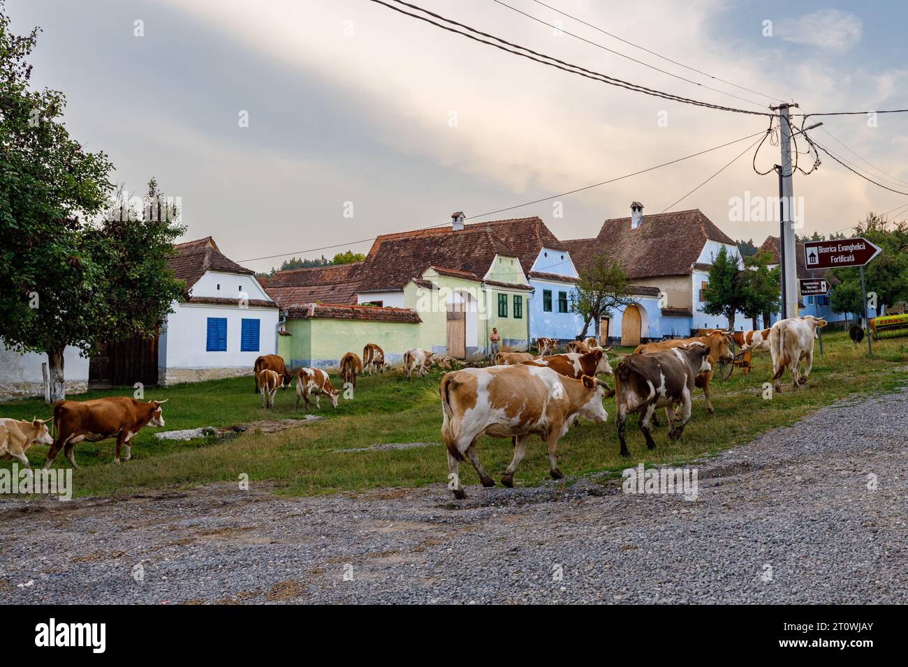 Cows in the village of Viscri in Romania Stock Photo - Alamy