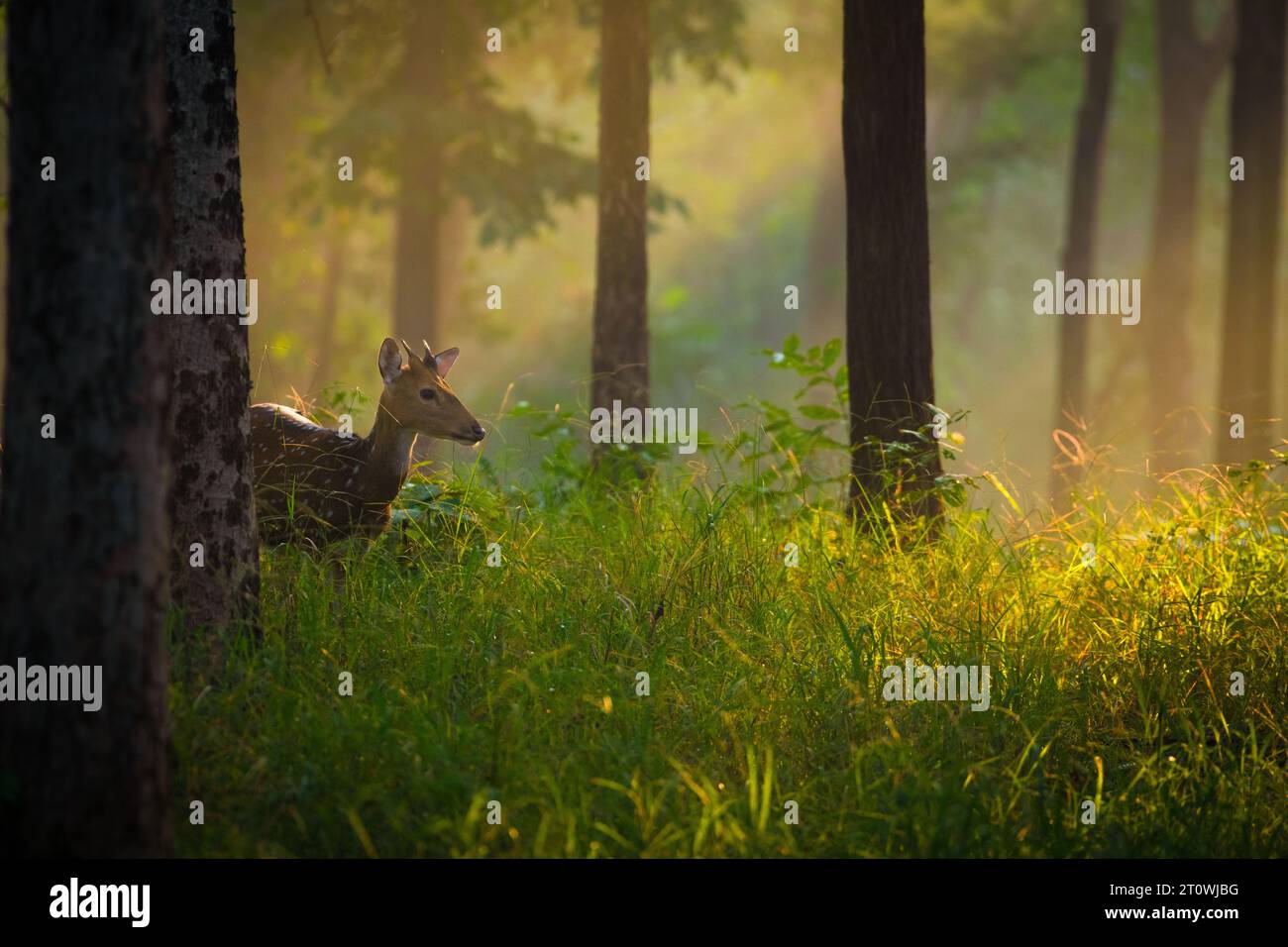 Spotted Deer also known as Chital, cheetal Stock Photo - Alamy