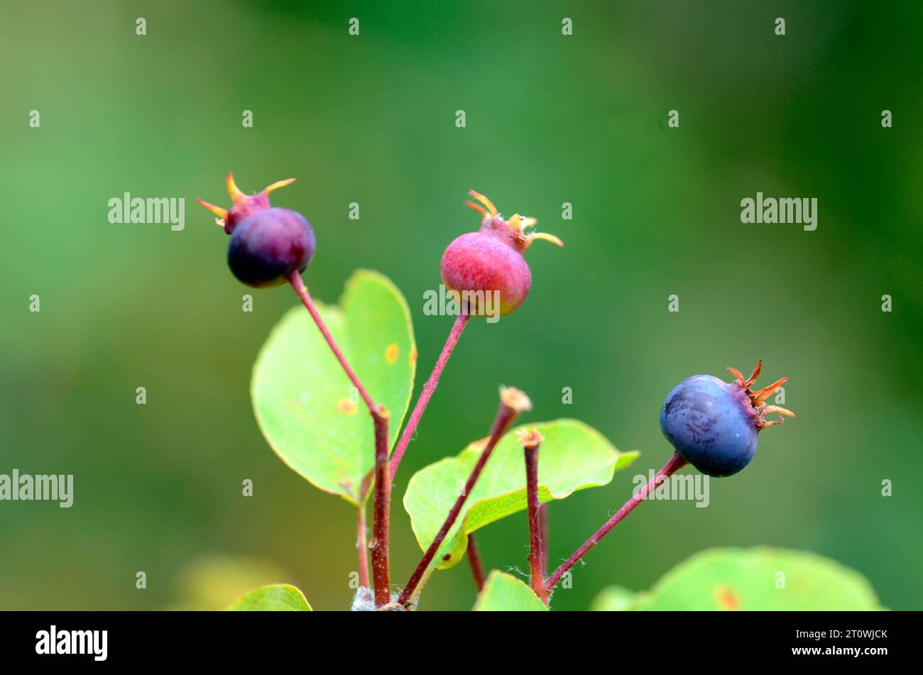 Leaves and fruits of the snowy mespilus shrub (Amelanchier ovalis Stock ...