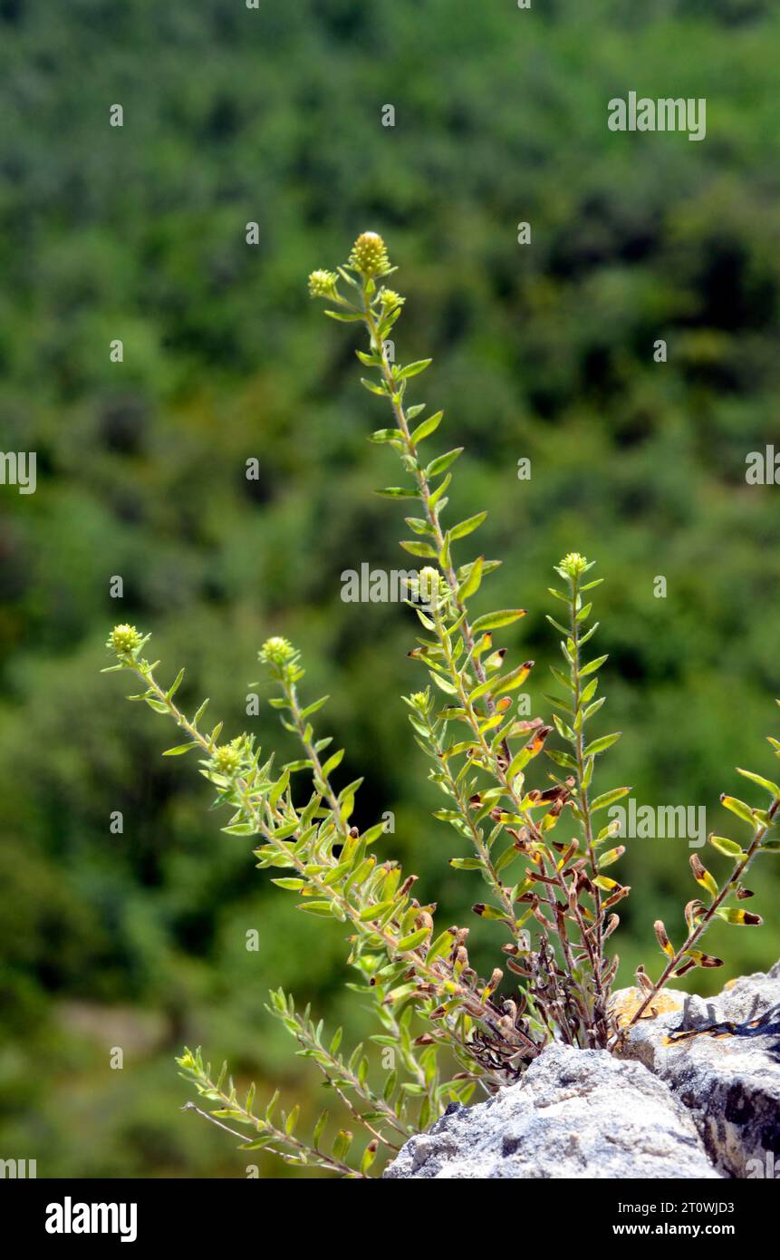 Jasonia glutinosa hi-res stock photography and images - Alamy