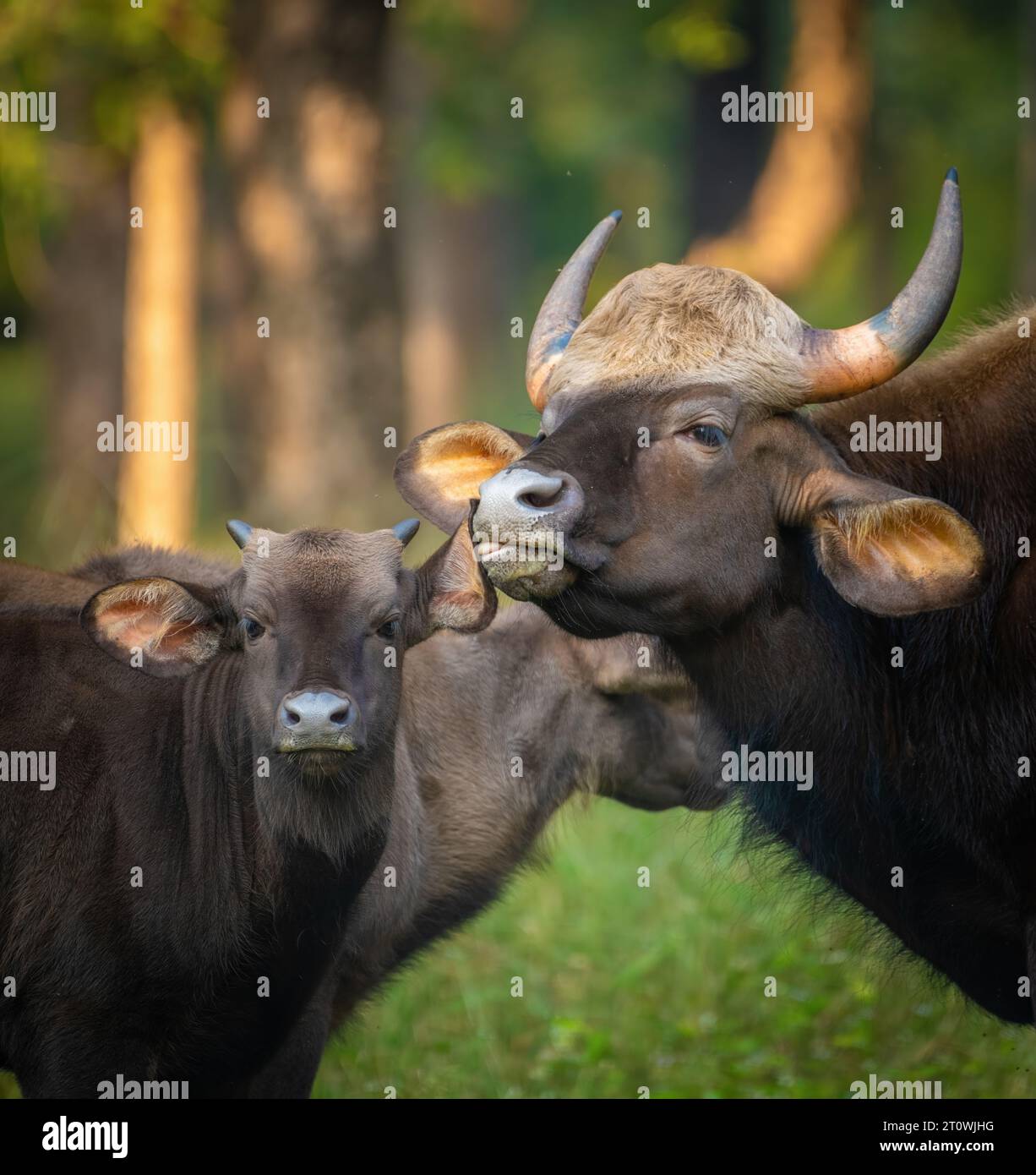The gaur, also known as the Indian bison, is a bovine native to South ...