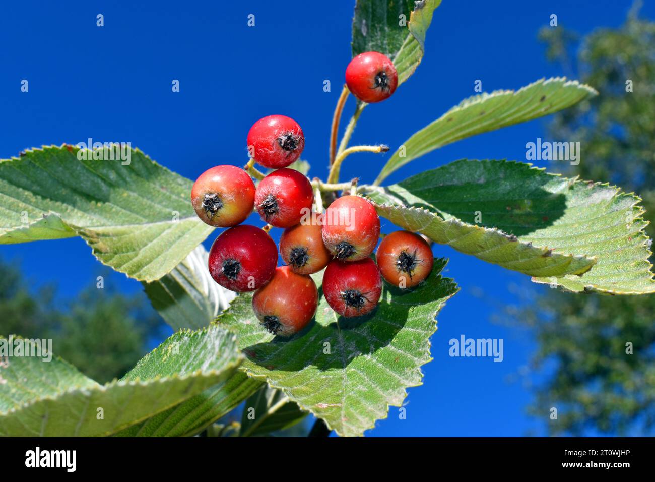 Detail of the leaves and ripe fruits of whitebeam (Aria edulis or ...