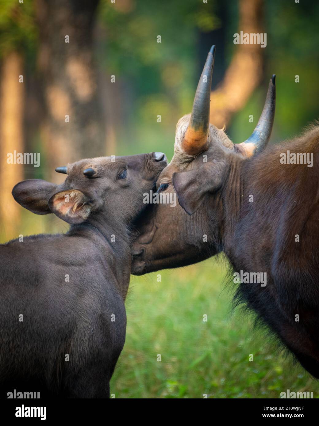 The gaur, also known as the Indian bison, is a bovine native to South ...