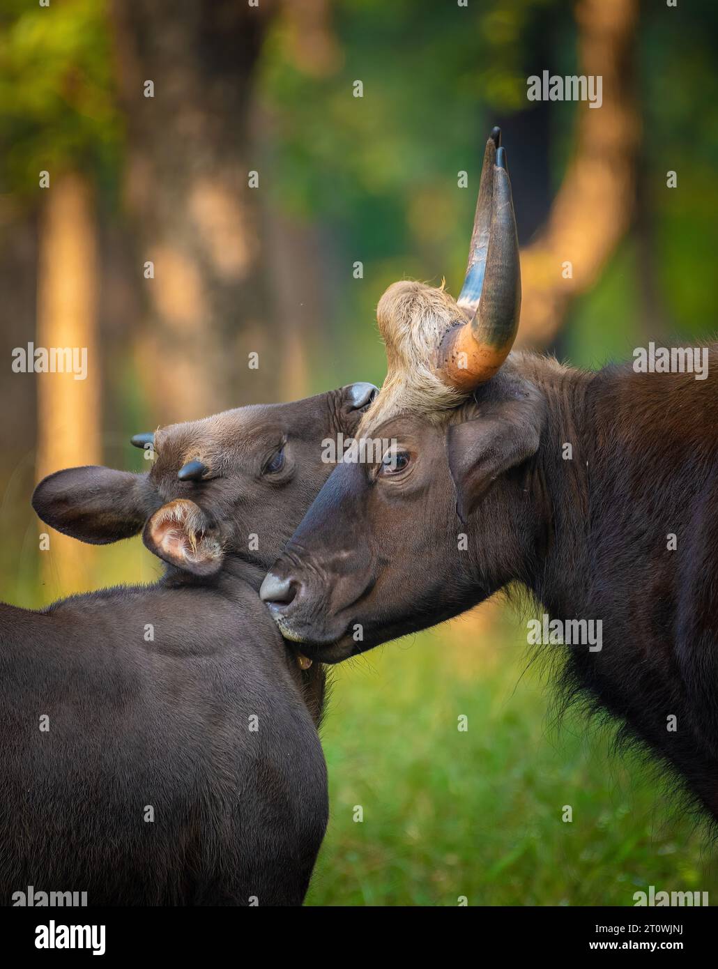 The gaur, also known as the Indian bison, is a bovine native to South ...