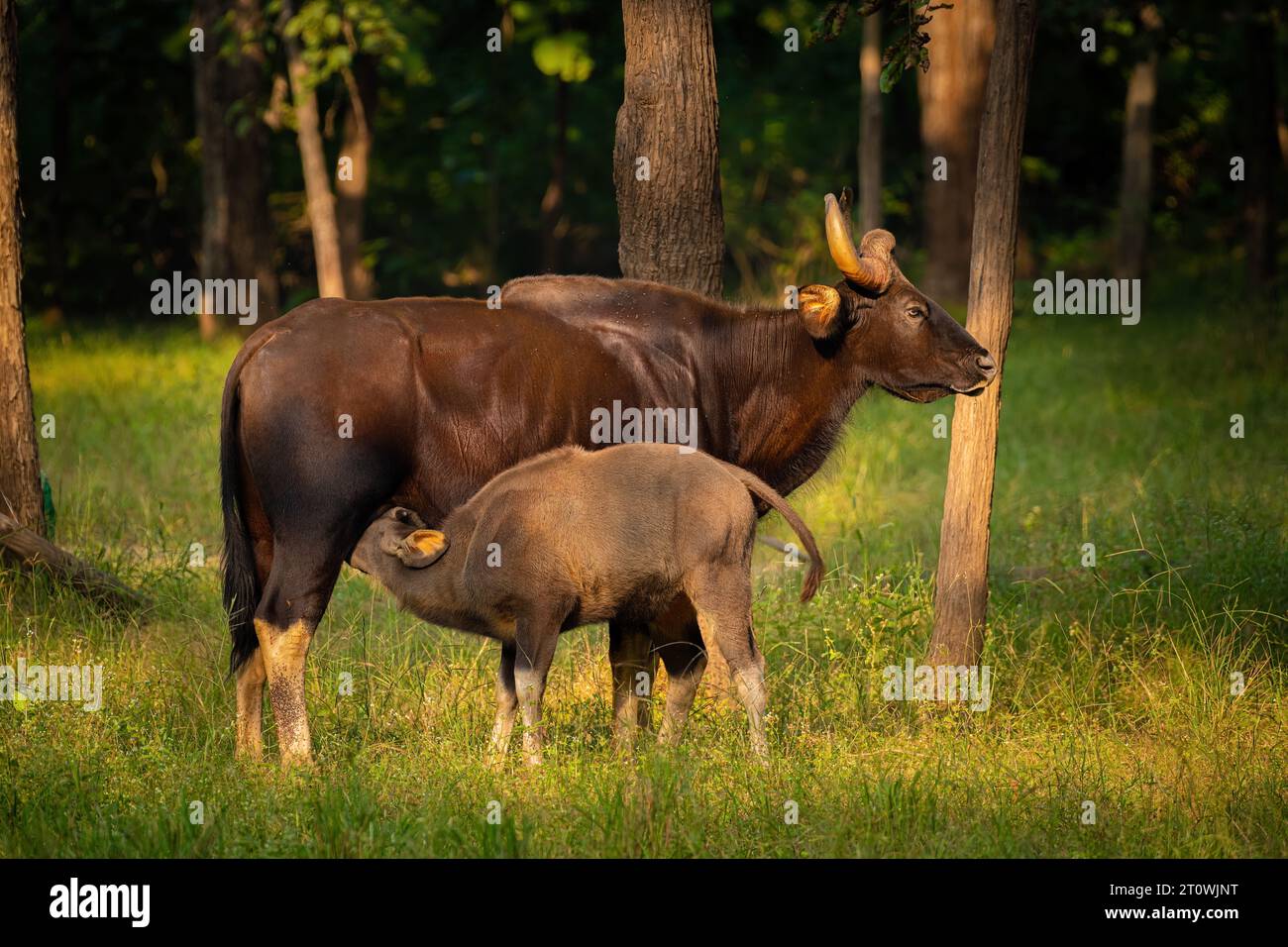 The gaur, also known as the Indian bison, is a bovine native to South ...