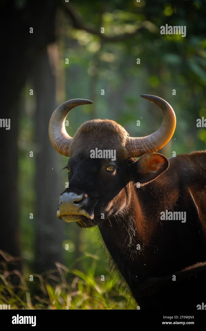 The gaur, also known as the Indian bison, is a bovine native to South ...