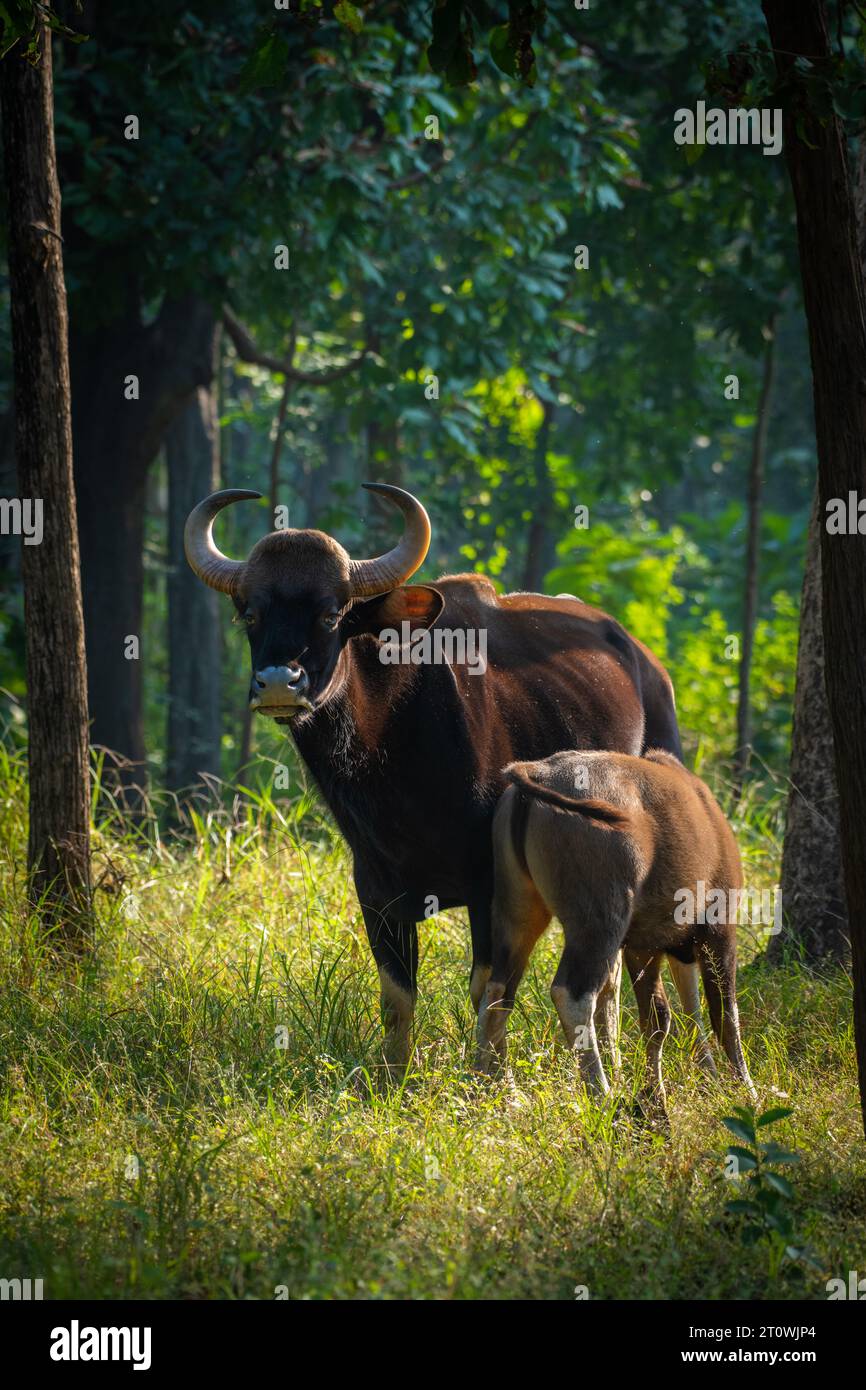The gaur, also known as the Indian bison, is a bovine native to South ...