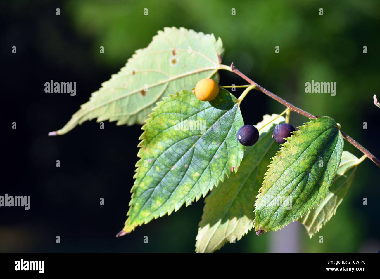 Detail of the leaves and fruits of the European nettle tree (Celtis ...