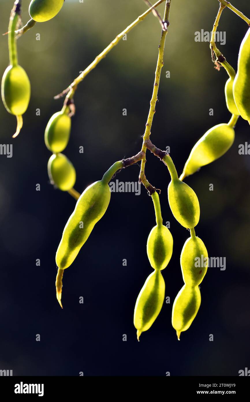 Fruits of Styphnolobium japonicum or Sophora japonica, known as ...
