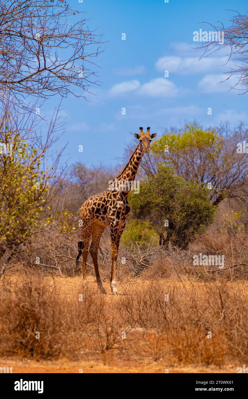 Niger giraffe hi-res stock photography and images - Alamy
